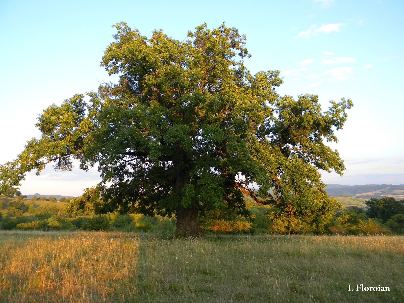 Blog de Calatorii si Drumetii Montane.: Stejarul de la Mercheasa,21 ...