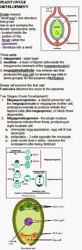 My Embryo Notes