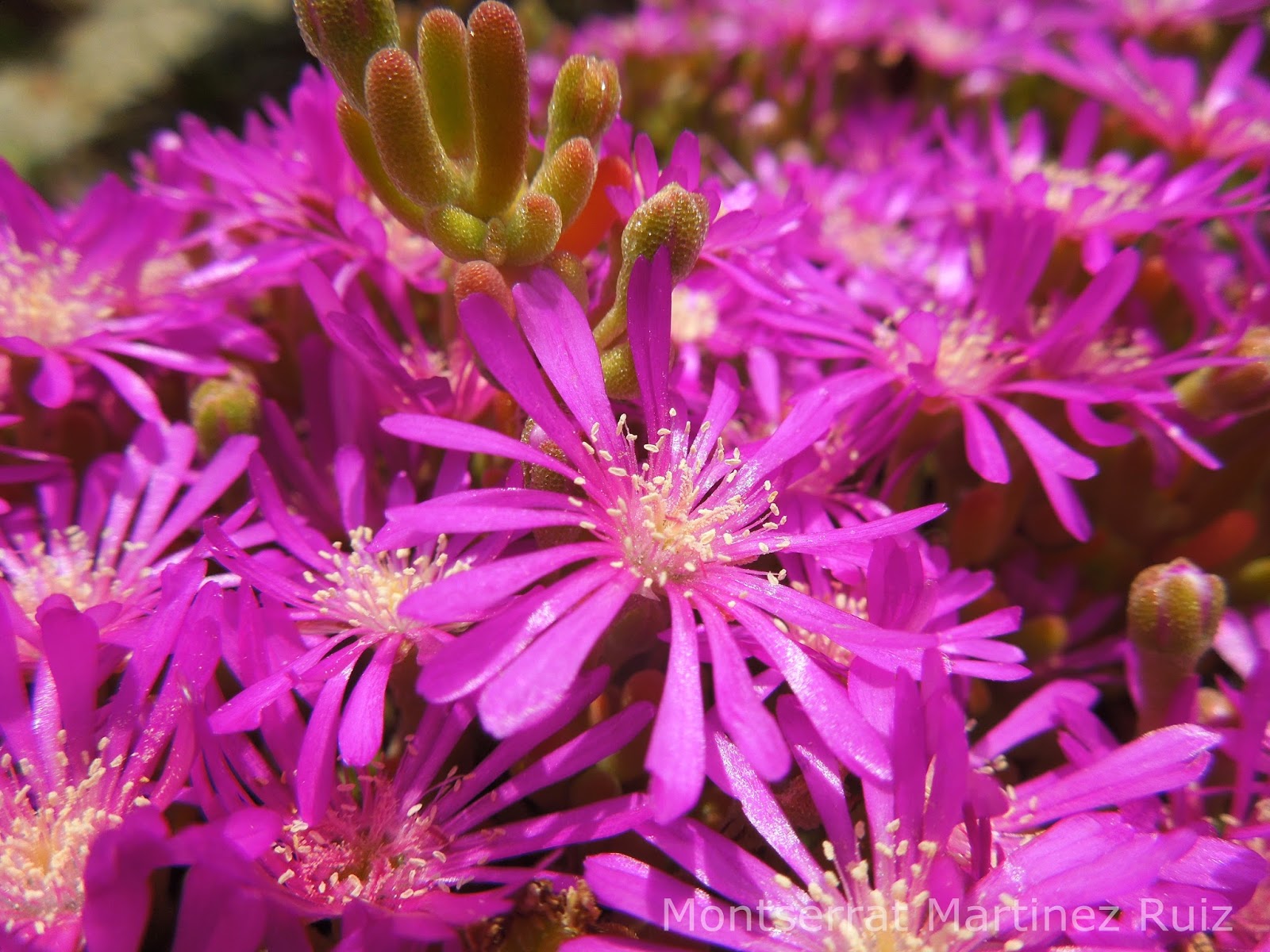 LAMPRANTHUS SPECTABILIS - BOTÀNIC SERRAT