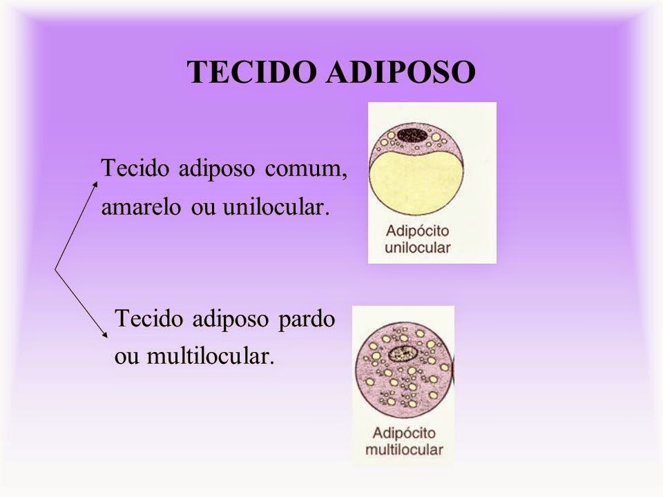 Biologia celular e tecidual: Tecido Adiposo