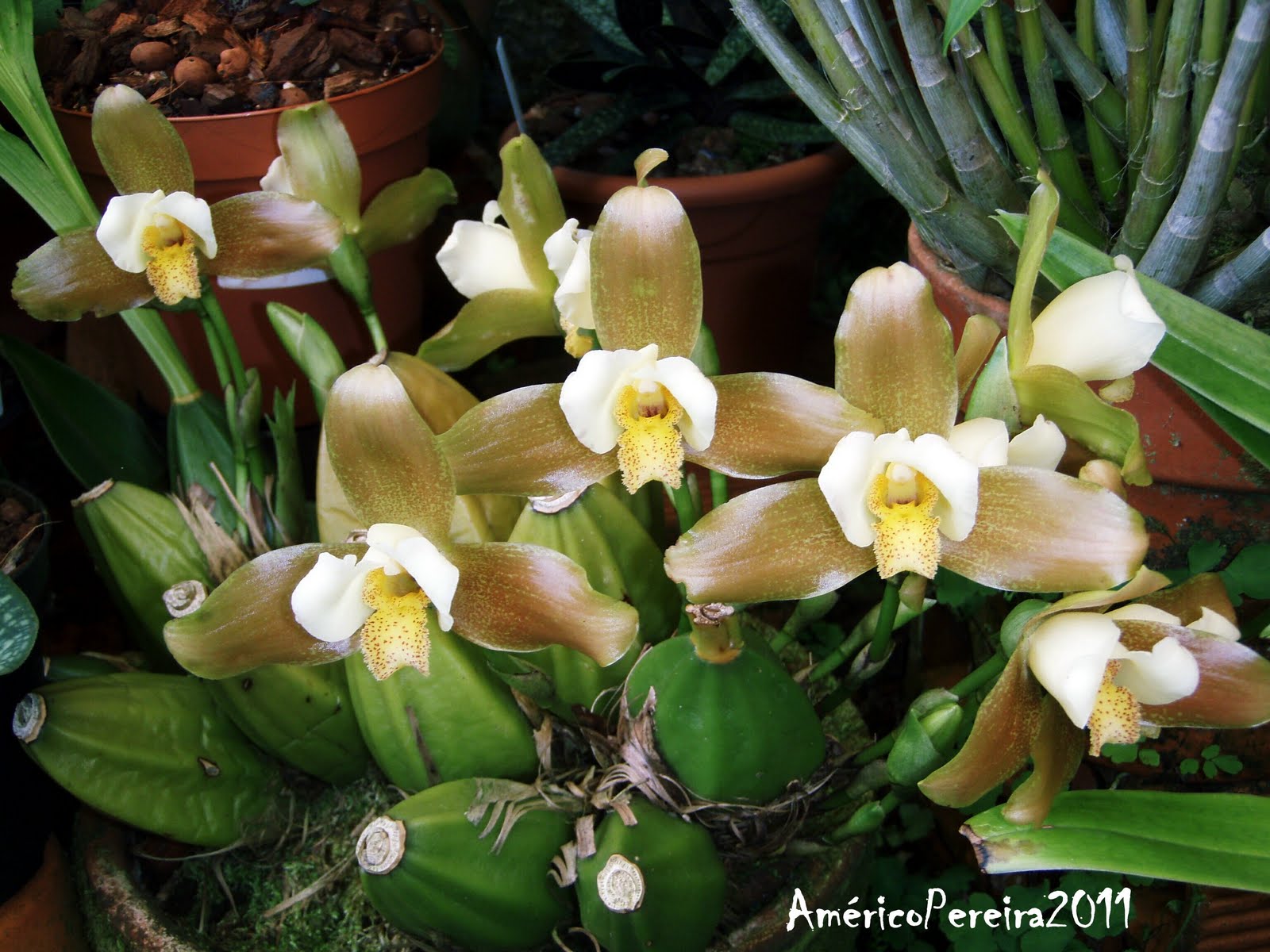 Orquídeas soltas: Lycaste dowiana x deppei