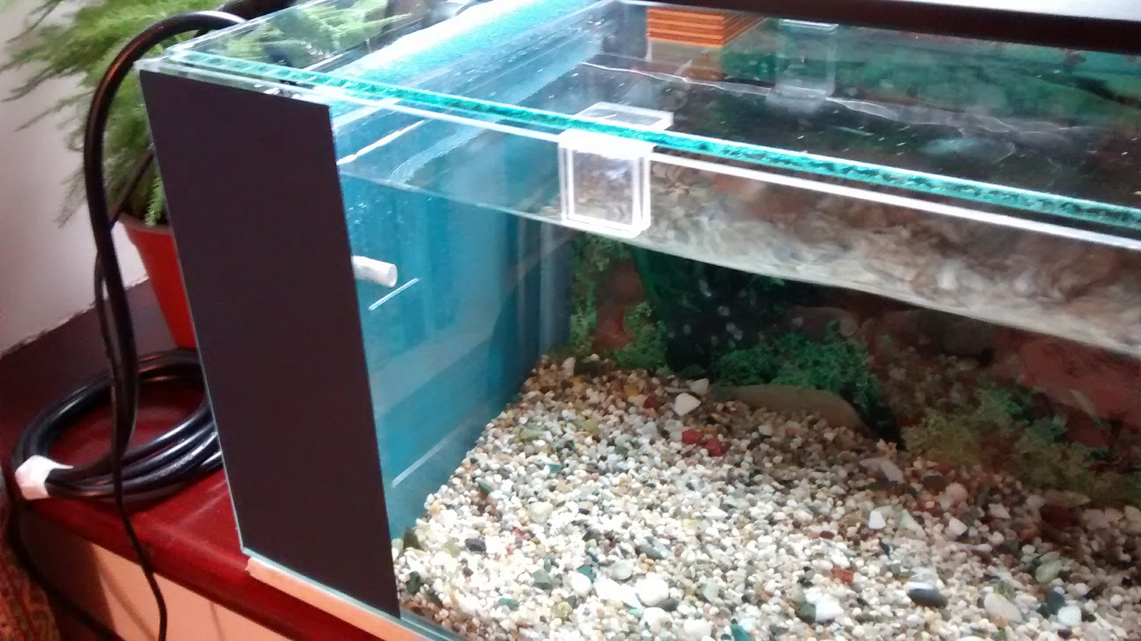 Barrys fishkeeping world: Window tank back in position with new filter.