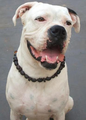 Boxer branco - Imagui