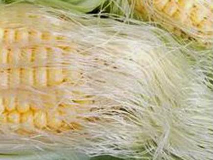 Khasiat dan Manfaat Rambut Jagung - G-Spot Healthy Living