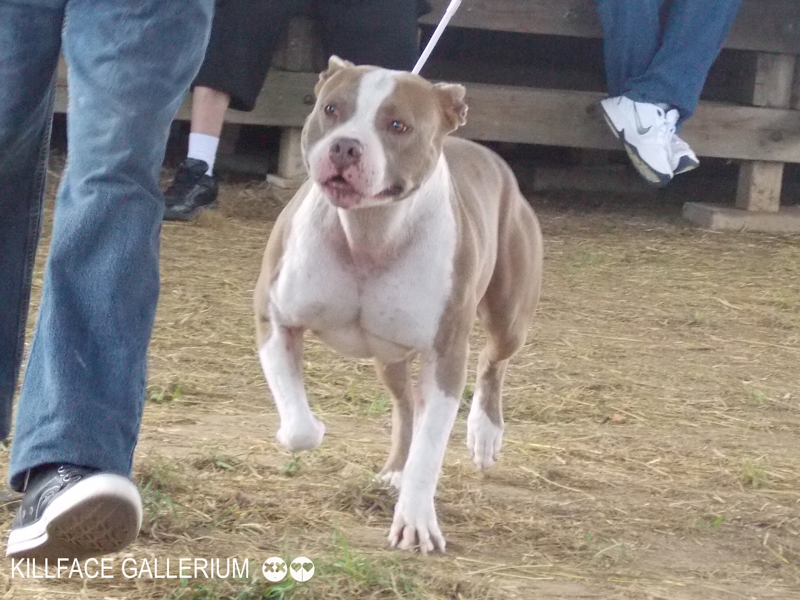 NoVACAIN Kennels: VA Bully Bowl 6