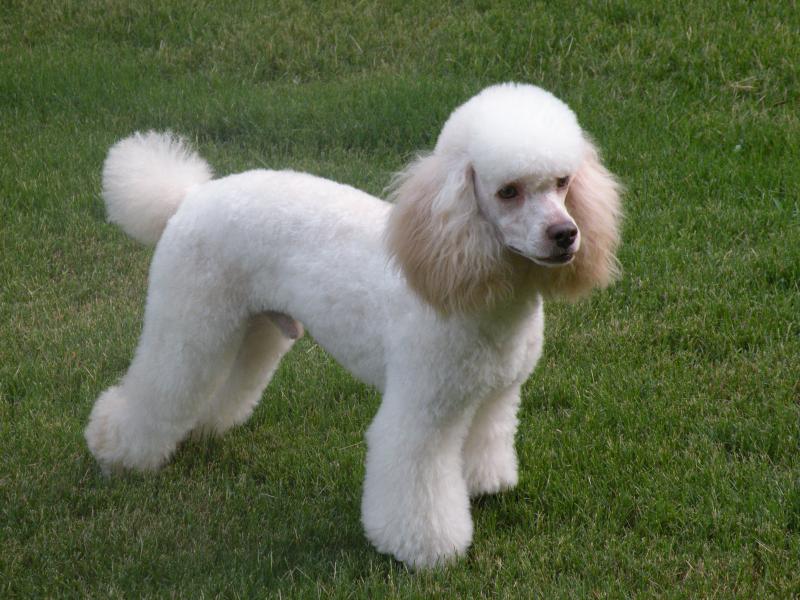 Tipos de corte de tosa em Poodle. | Fada dos Pets