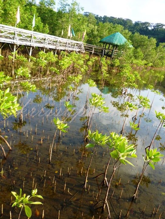 Krissylicious: SUBIC trip: Mangrove Park