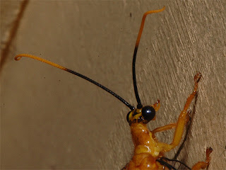 The Nature of Robertson: Nymphes myrmeleonoides - a large yellow ...