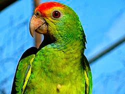 Amazona De Frente Roja ~ LoroMania