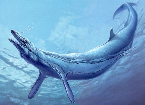 Basilosaurus | The Life of Animals