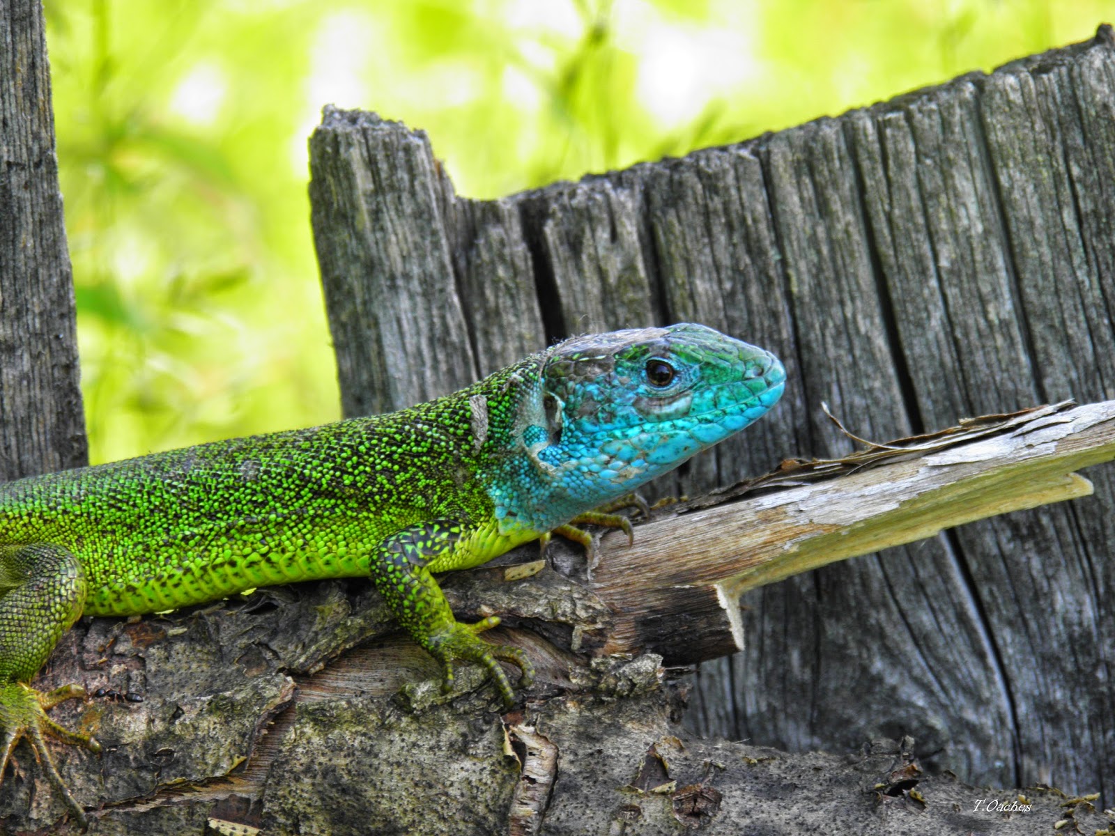 PASARI DIN ROMANIA: REPTILE ( 2 ), Soparle