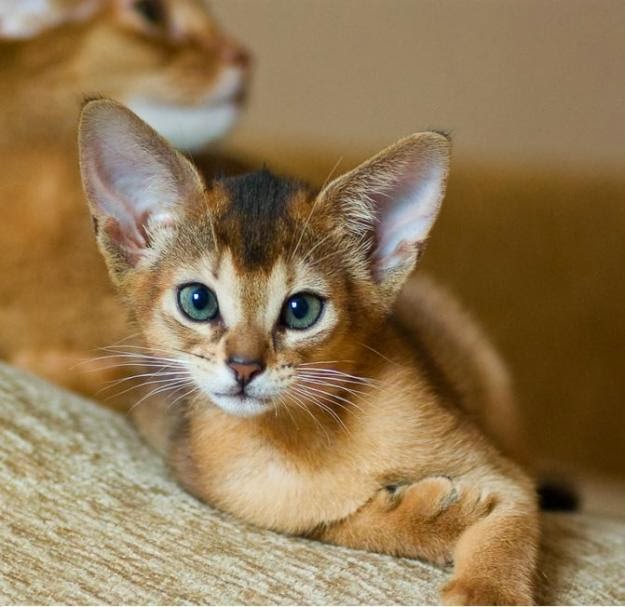 Abyssinian Cats | Cute Cats