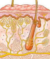 Demodex in humans what are the first signs of demodex to look for ...