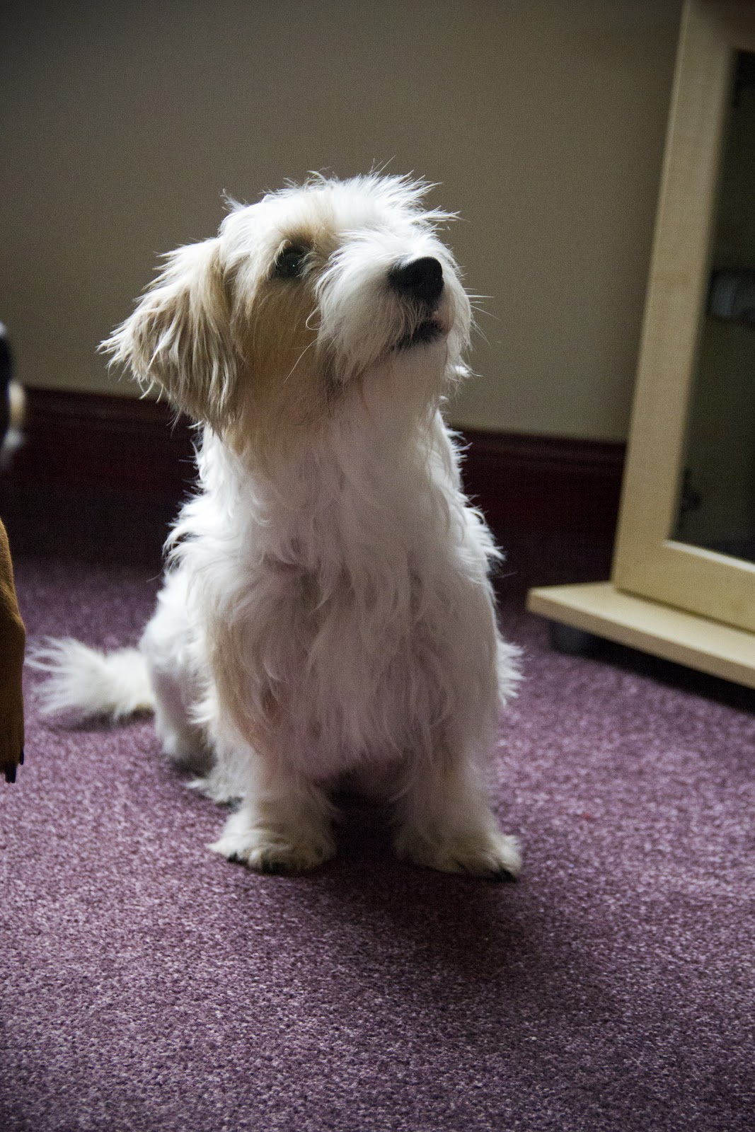 Loren McFarlane Photography: Susan Borthwick's Daxijack puppies...