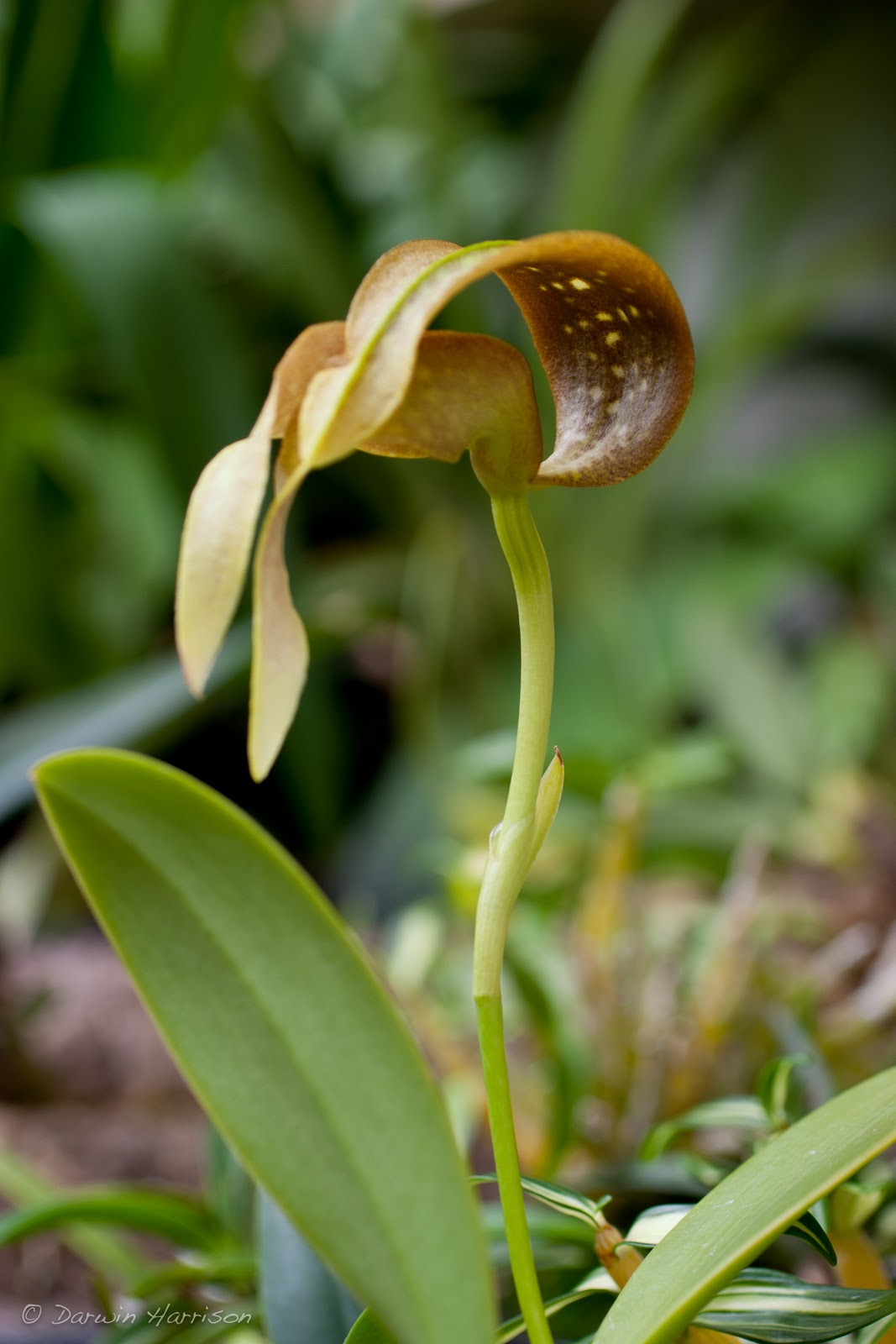 Darwin's Orchids: Bulbophyllum grandiflorum