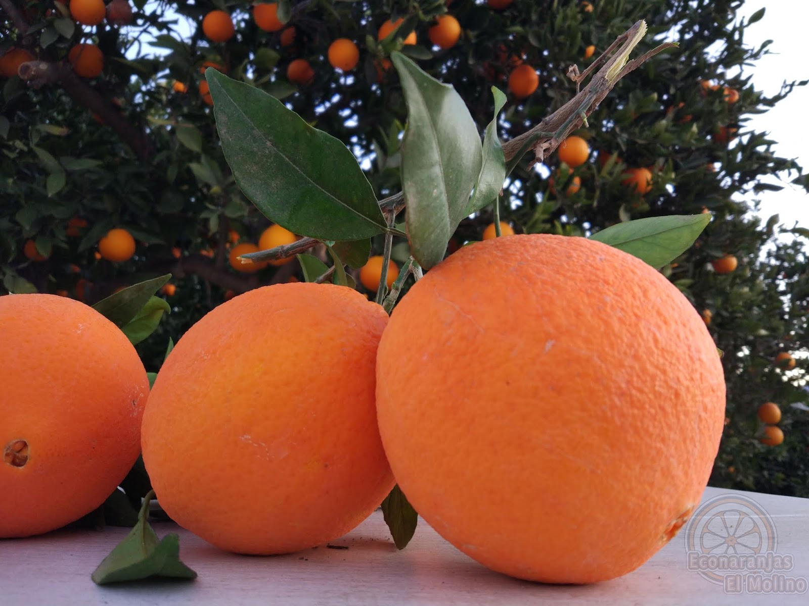 Econaranjas el Molino: Naranjas Ecologicas