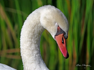 NATURANAFOTOS: Cisne Vulgar