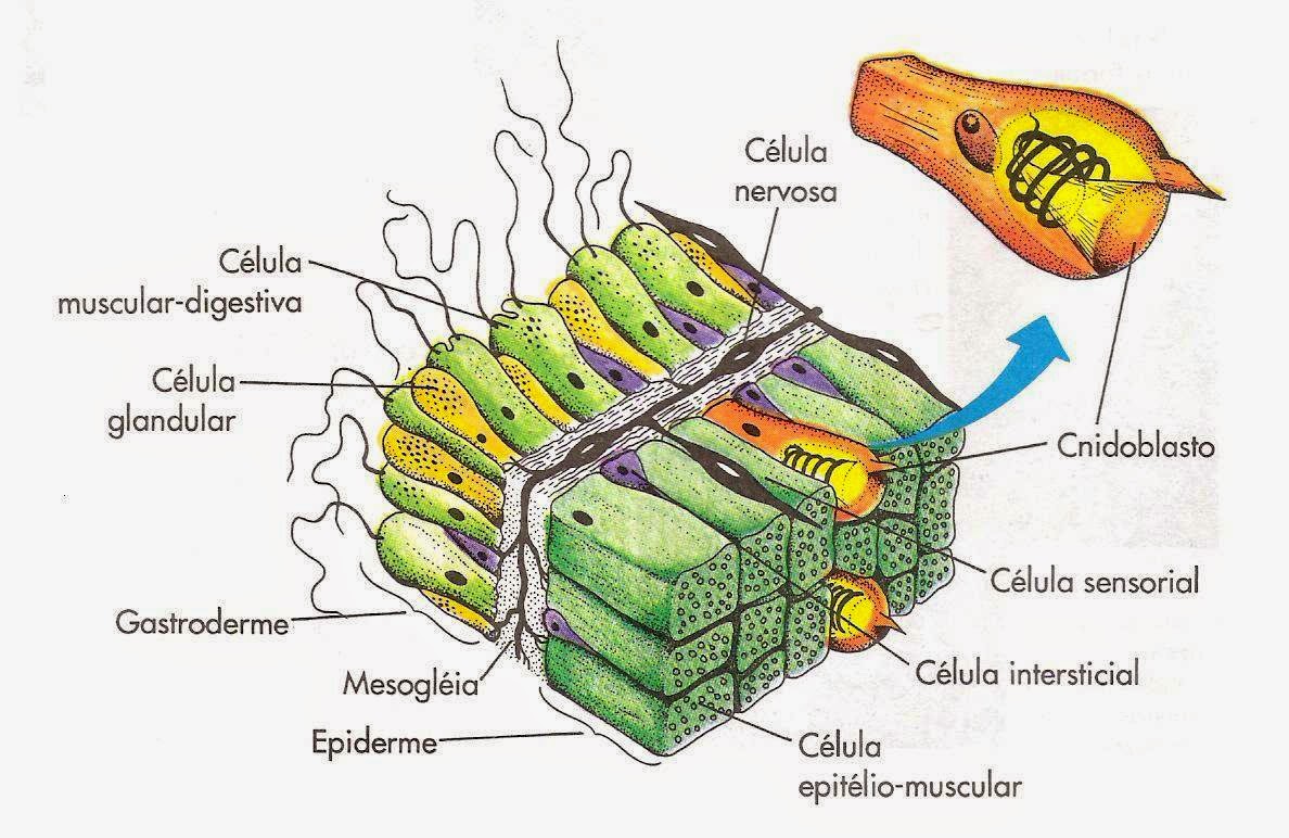 biologia é pra vida: Cnidários