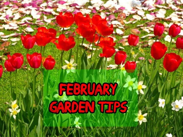 Garden and Farms: February Garden Tips