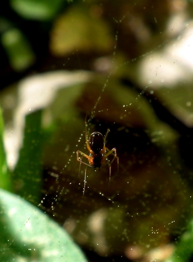 LucienDavidPhotography: Trigger warning: spiders!!! (Part 2)