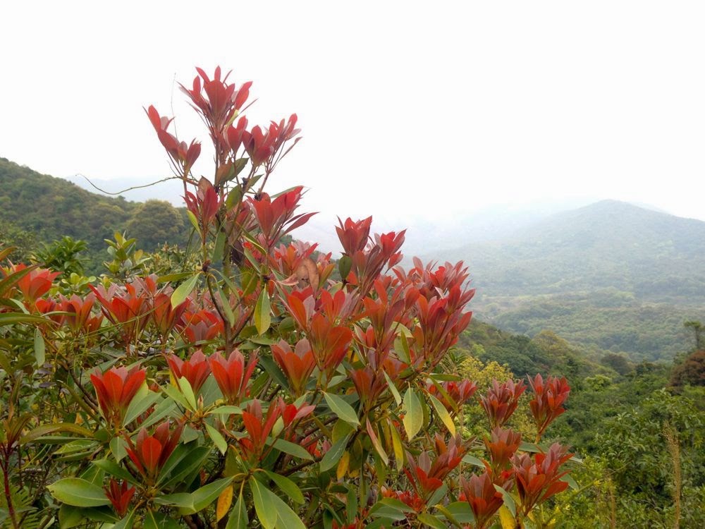 嫩葉的紅 - 潤楠樹