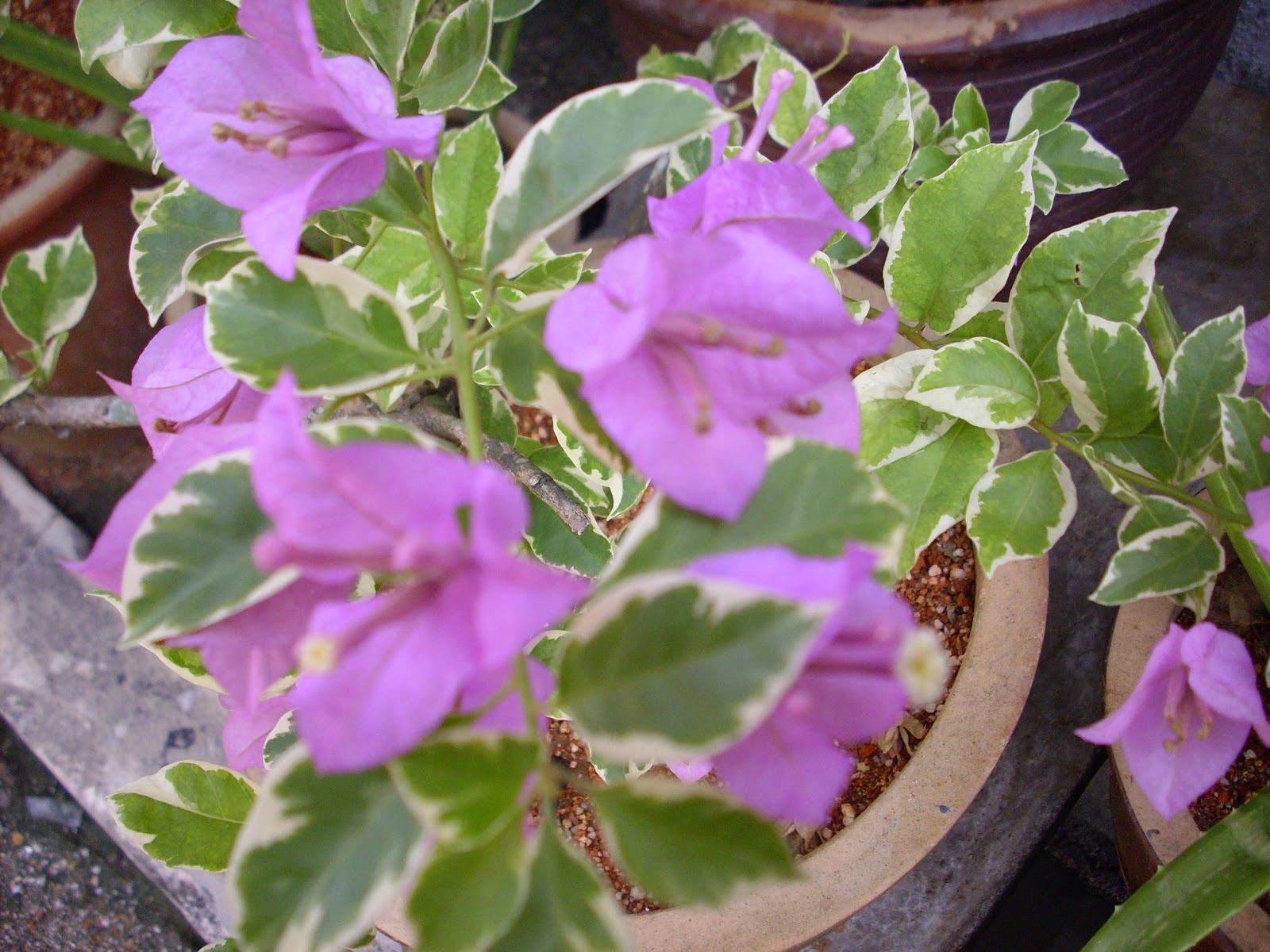 DIARI DIELA: Warna-warni bunga Bougenvile