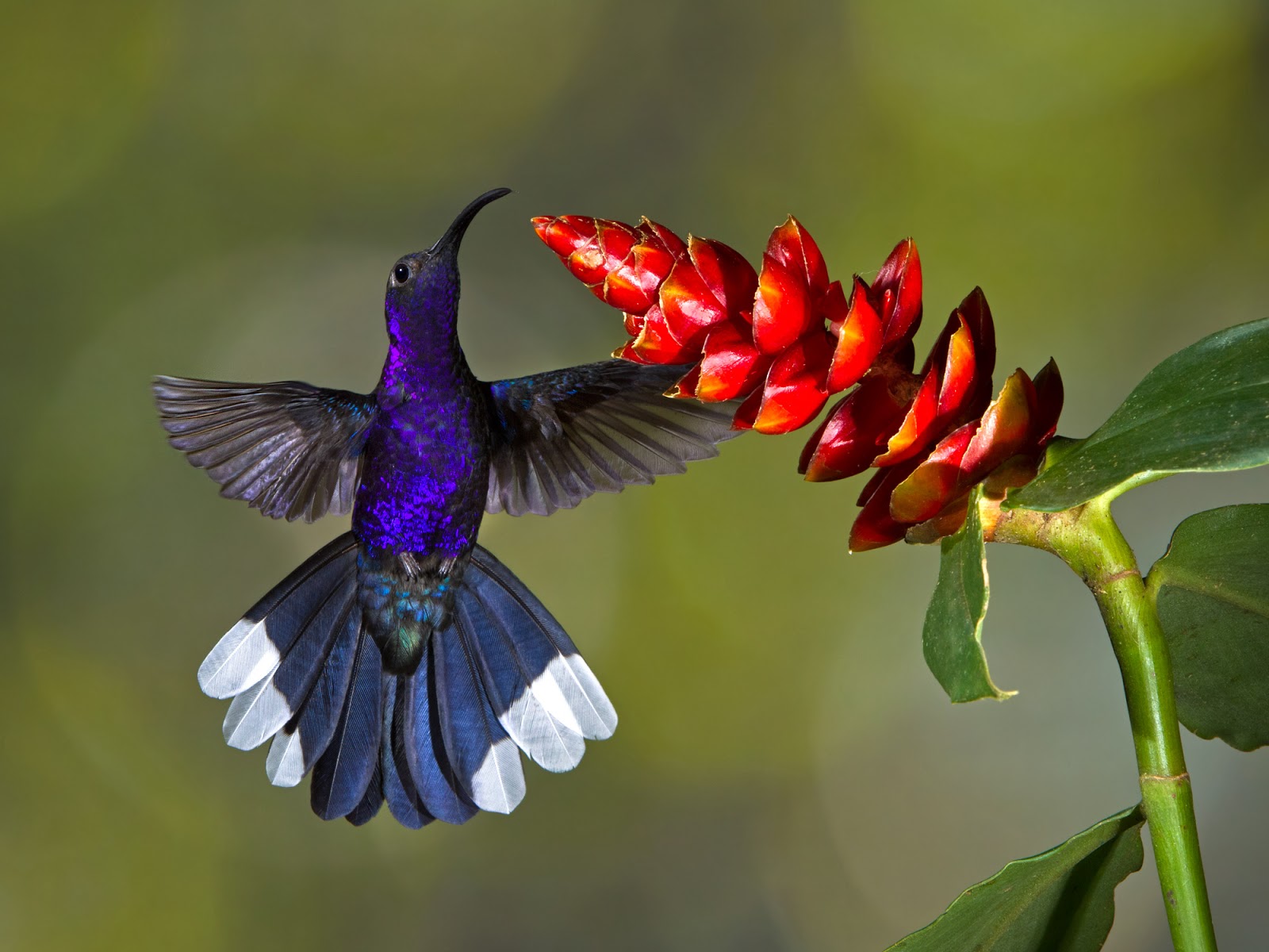 Birds: Violet Sabrewing