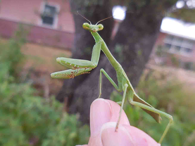 Window on a Texas Wildscape: Praying mantids