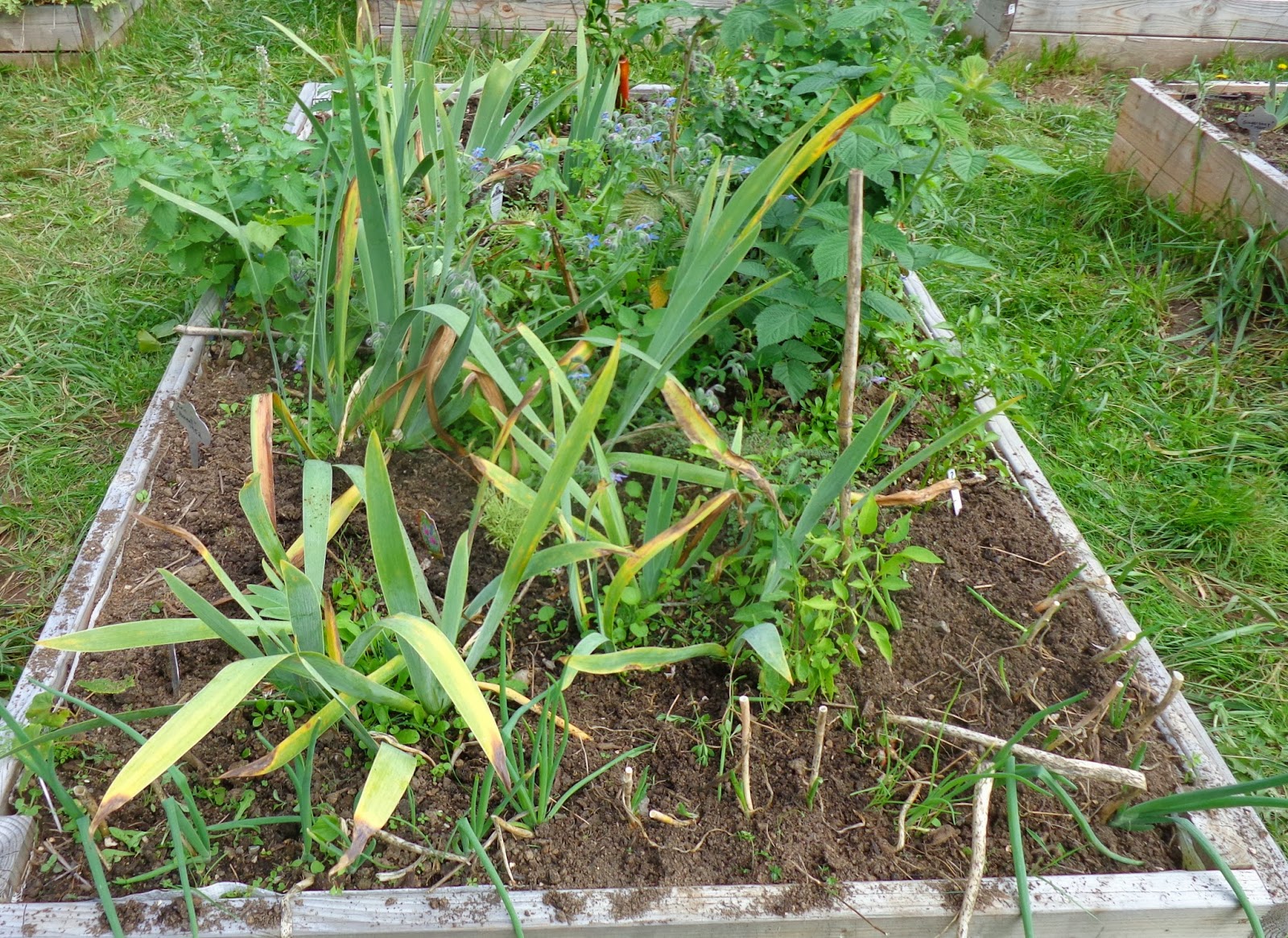 Daniel's Pacific NW Garden: Bearded Iris Beds. Cleanup and getting ...