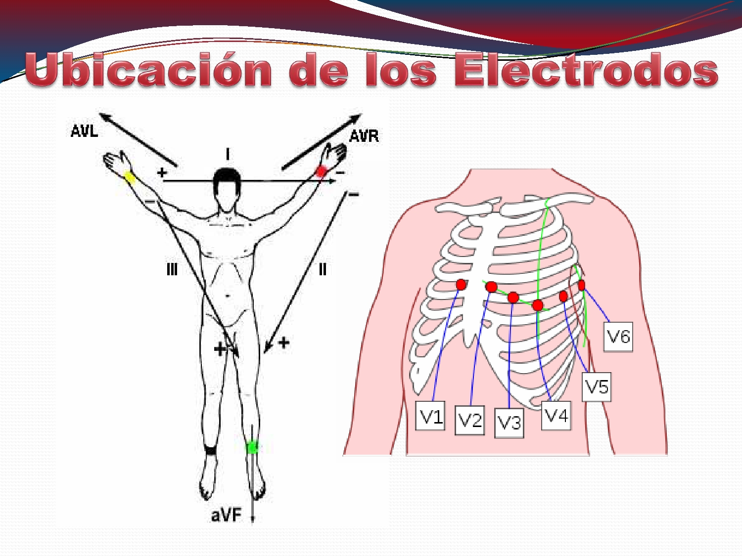 TEMAS MÉDICOS: ELECTROCARDIOGRAMA NORMAL