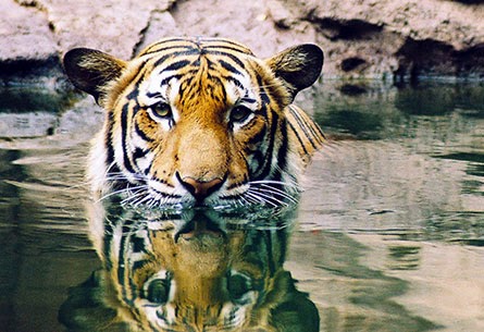 Any One 1-6: Facts of Indochinese Tiger