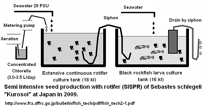 Introduction of SISPR (Semi-intensive seed production with rotifer)