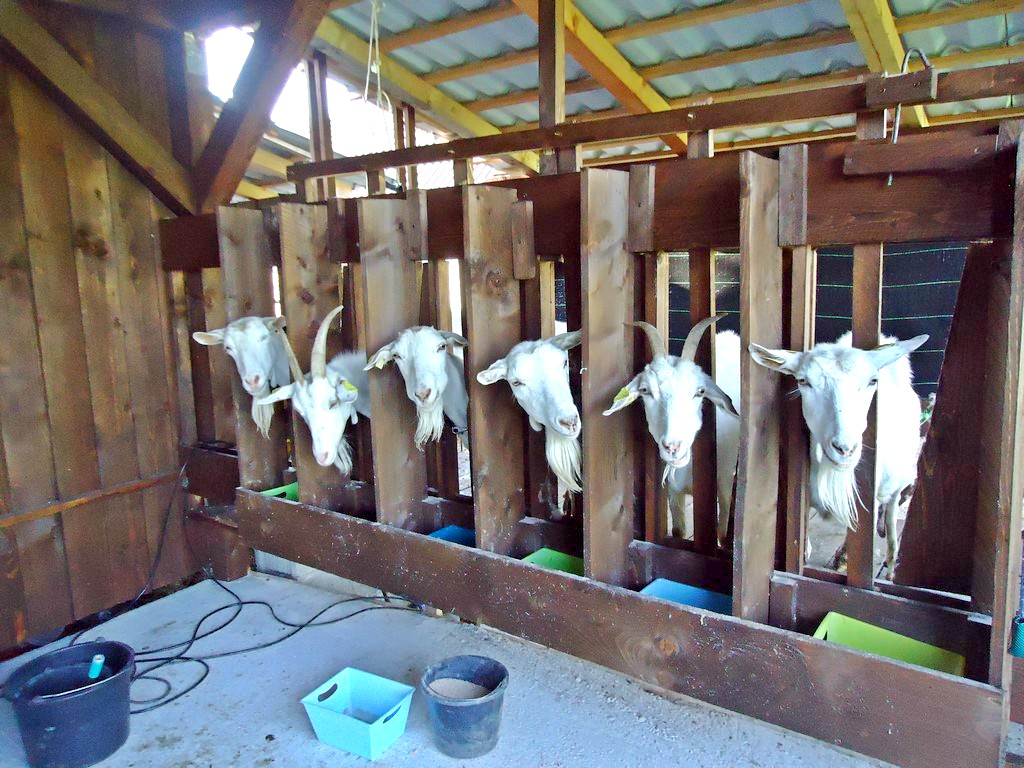 Living on a farm in Slovakia: 6 stand sheep / goat milking parlor