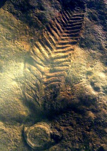 ESOTERICA: EL REGISTRO FÓSIL