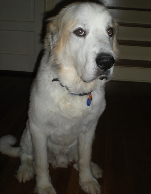 Colorado Great Pyrenees Rescue Community: Pierre-- Available For ...