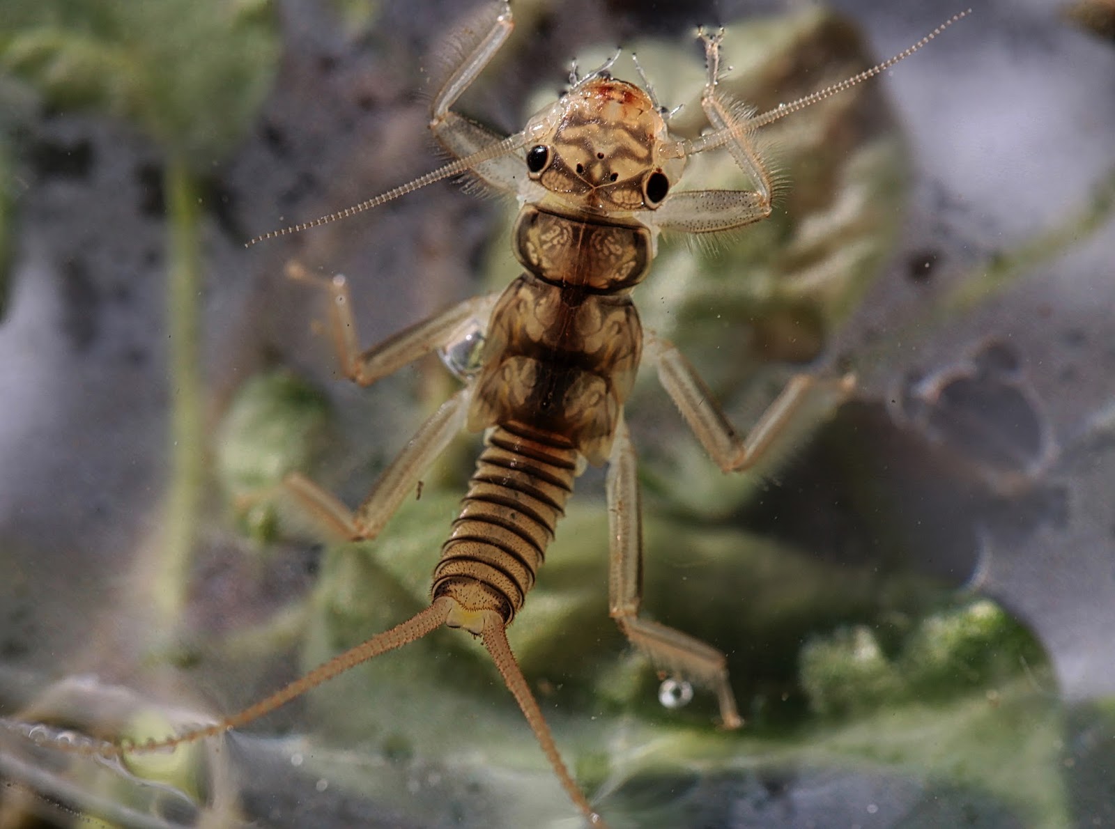 Aquatic Insects of Central Virginia: The "Appalachian Springfly ...
