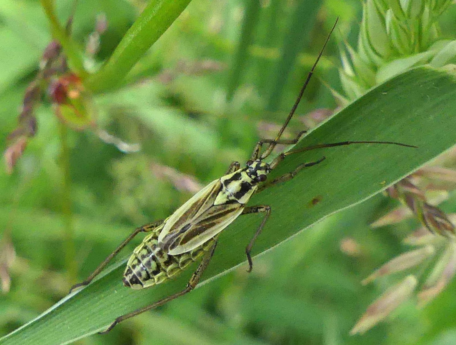 Insects of Scotland: True Bugs