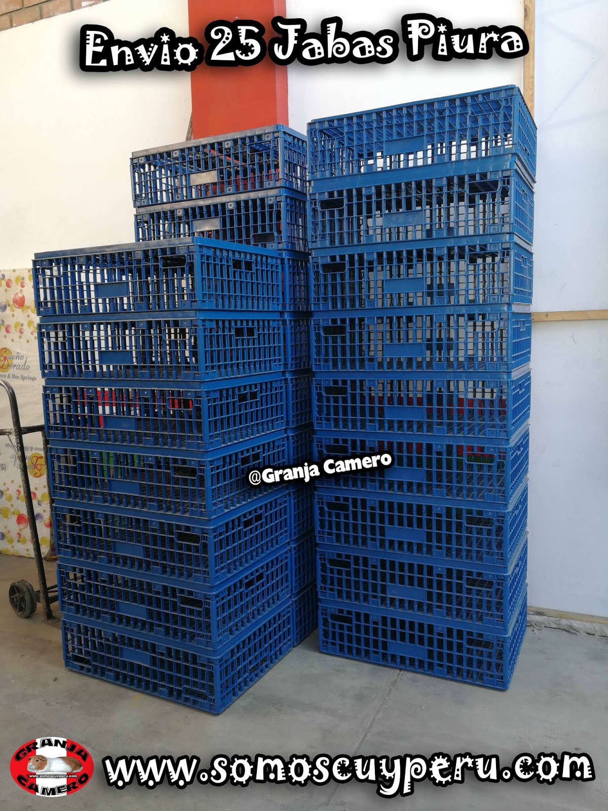 JABAS DE TRANSPORTE PARA POLLOS Y CUYES ~ SOMOS CUY PERU