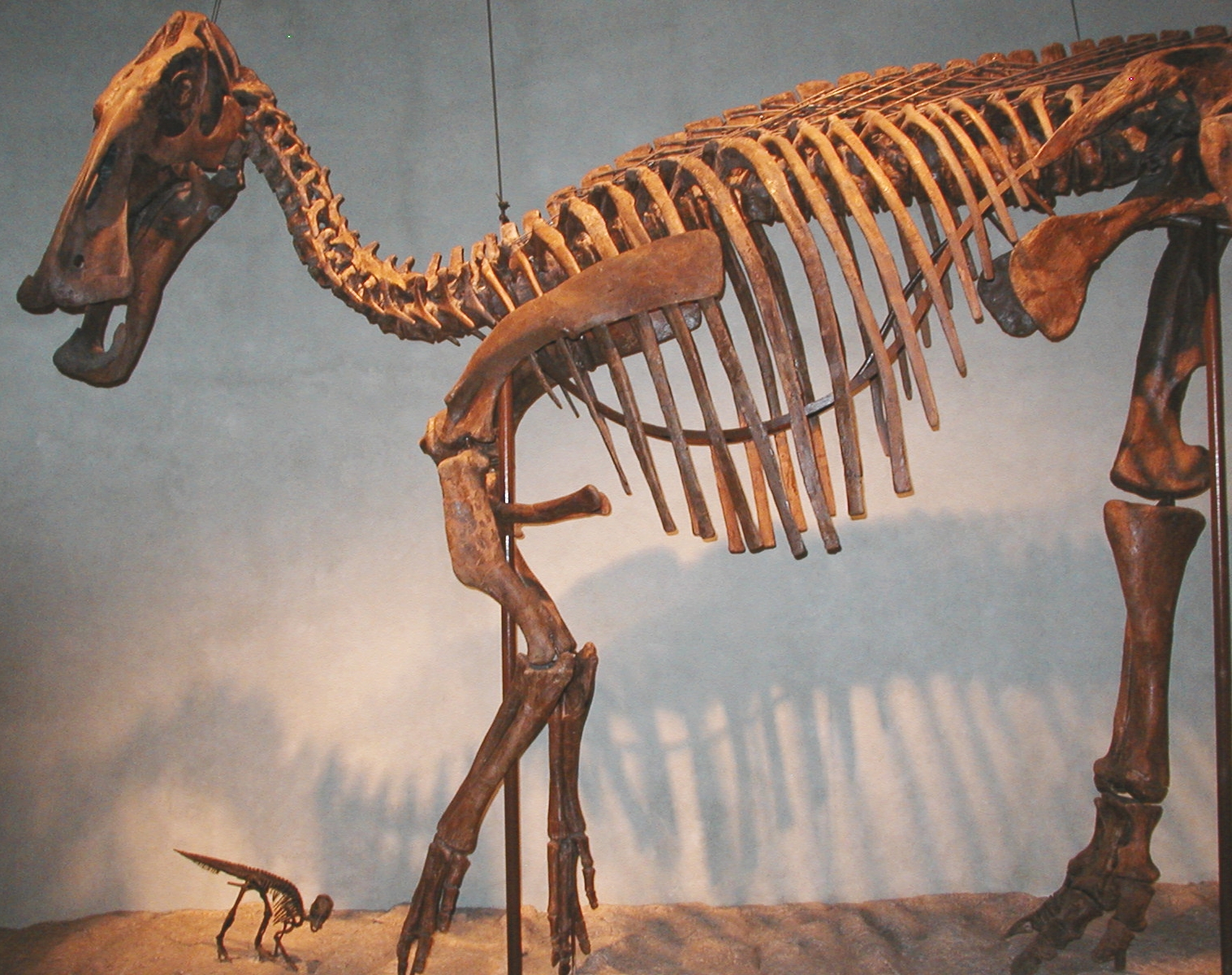 Hadrosaur