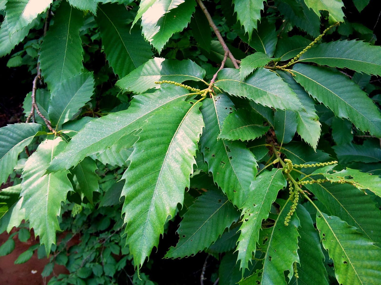Árboles con alma: Castaño. Castanyer. (Castanea sativa)