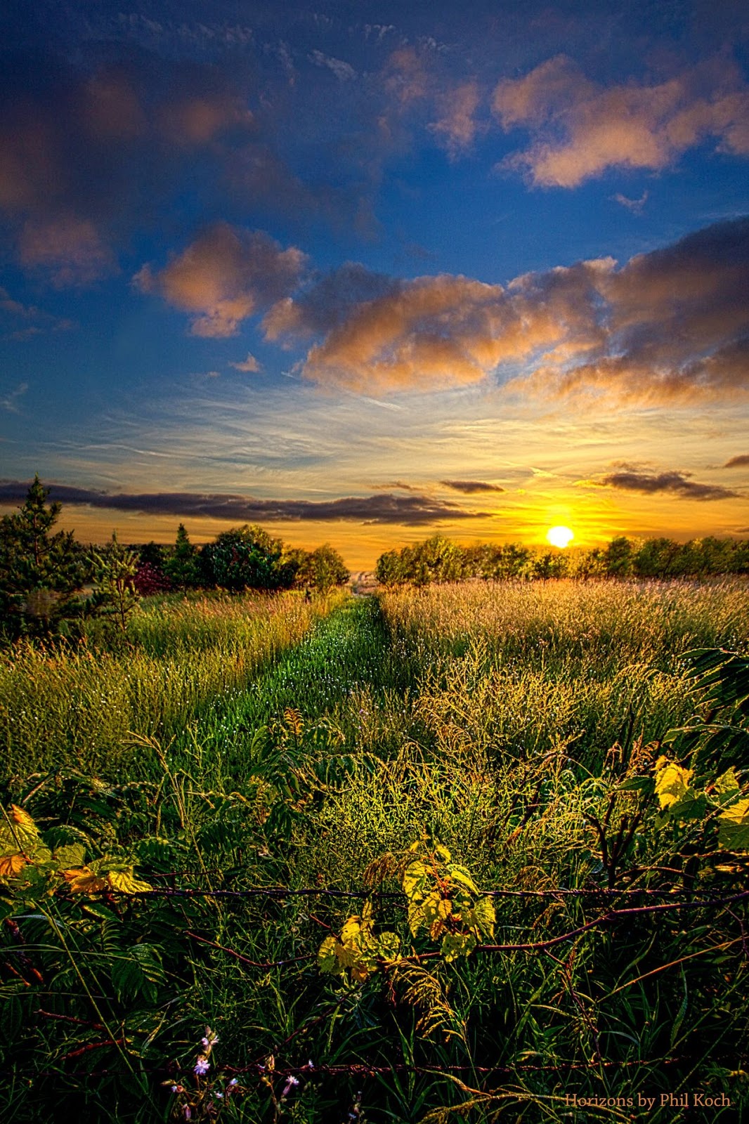 Sunny Summer Field ~ Marvelous Nature