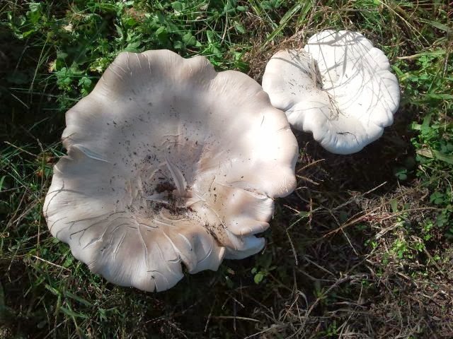 Un Jardín en la Sierra de Madrid: Setas en el jardín e identificación ...