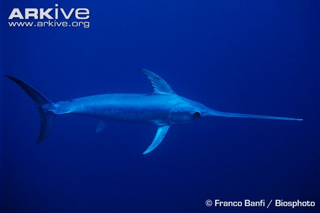 Compañeros de viaje: Pez espada (Xiphias gladius)