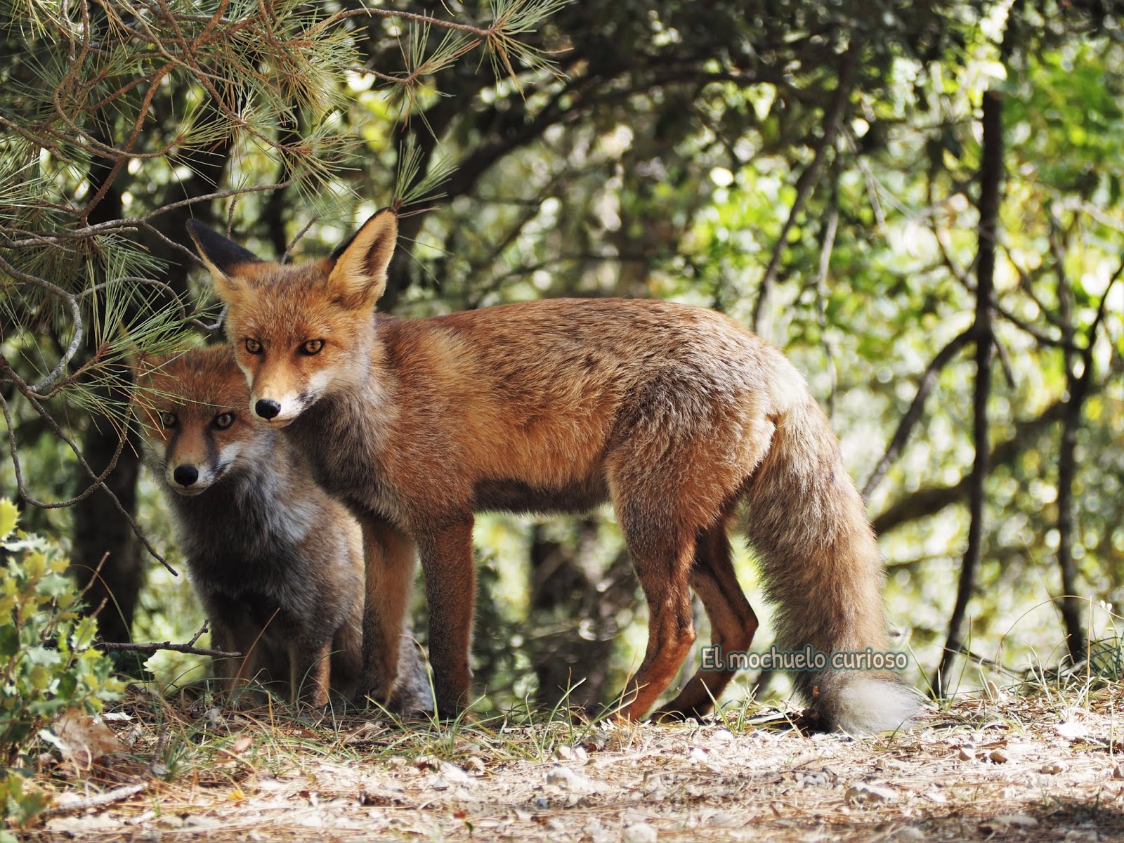 EL MOCHUELO CURIOSO: EL ZORRO ROJO, EL BANDOLERO DE NUESTROS BOSQUES.