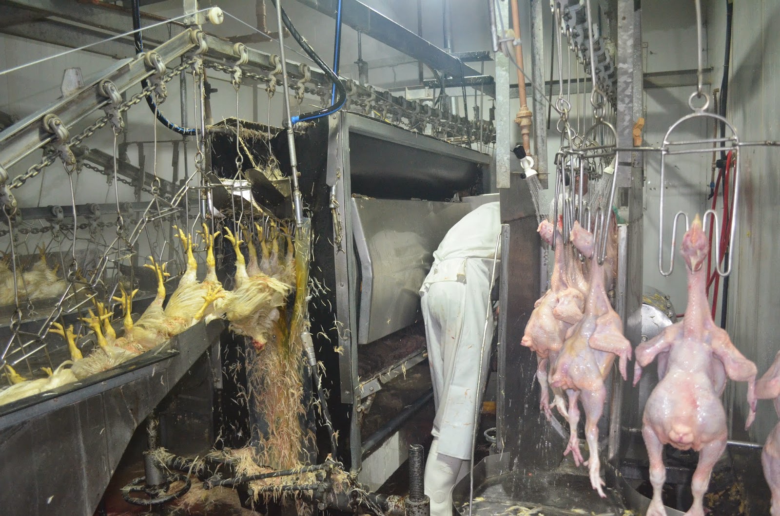 .: COMO FUNCIONA O PROCESSO DE ABATE DE FRANGOS EM UM FRIGORÍFICO?