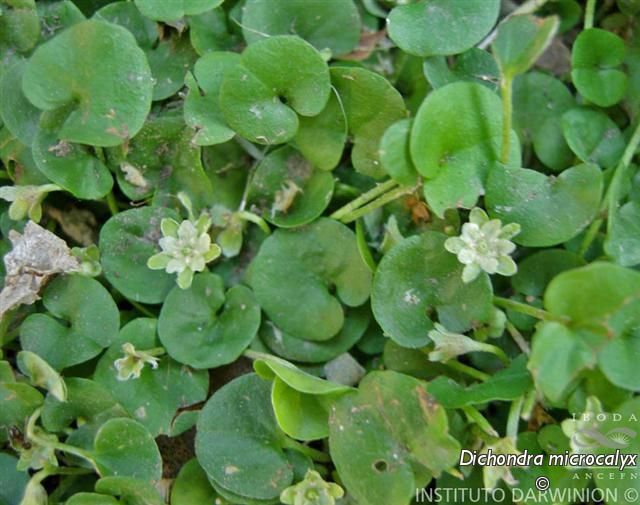 Argentina nativa: Oreja de ratón (Dichondra microcalyx)