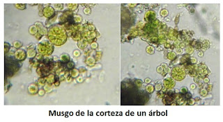 Ciencias Experimentales Biología: Práctico N°1 Observación de células ...