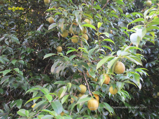 සාදික්කා [Sadikka] (Myristica fragrans) ~ අපේ ඔසුපැළ Medicinal Plants ...