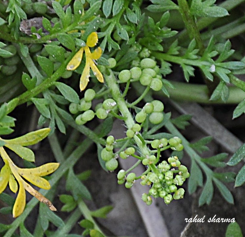 Coronopus didymus (L.) Sm. (lesser swine cress) ~ Wild Flora Of Dwarka