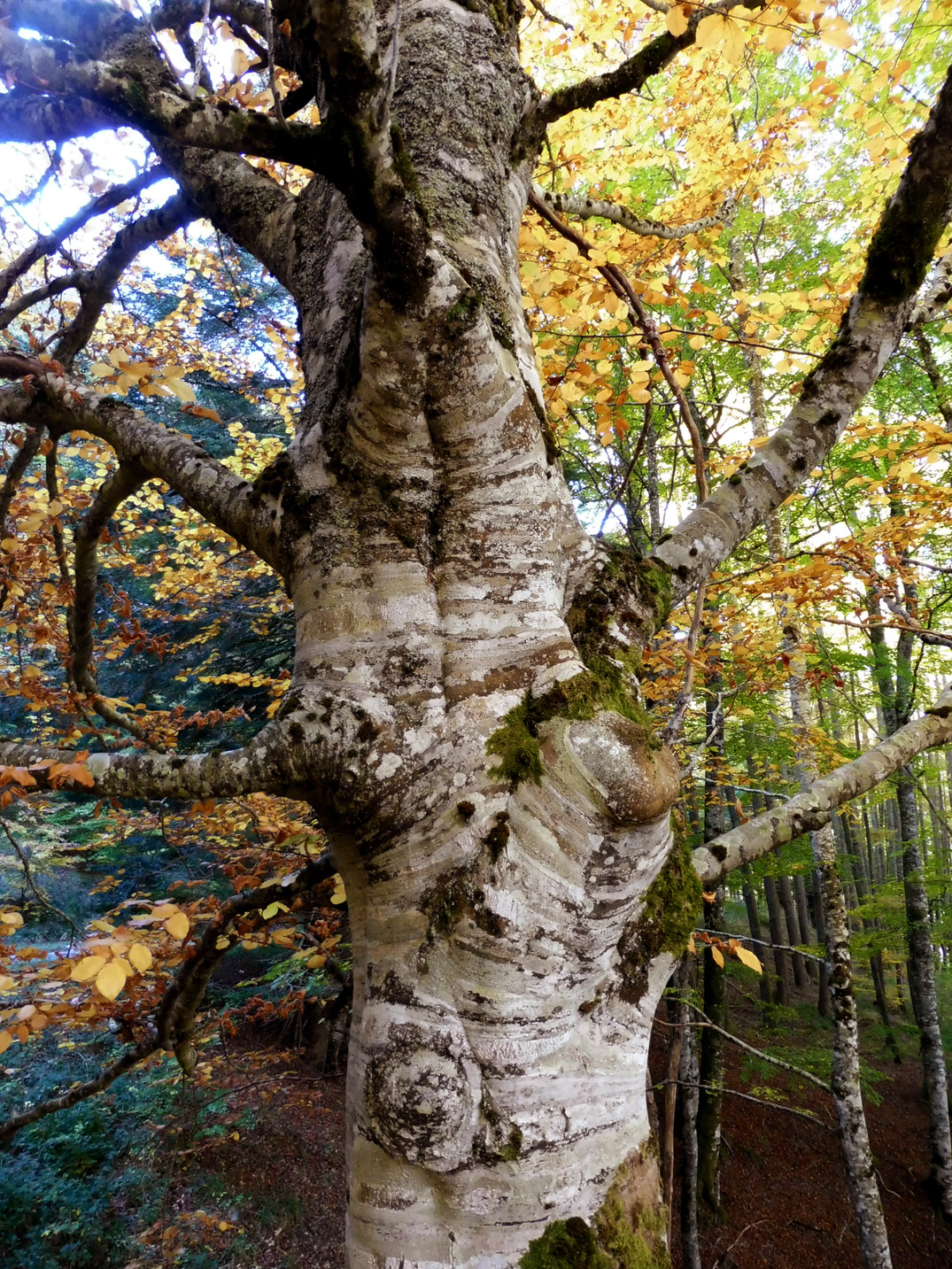 rocayflor: Bosque de Irati-Alto de Lizardoia